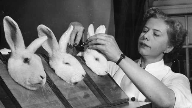 Whoever Kidnapped Darius, One of the World's Longest Living Rabbits, Is ...