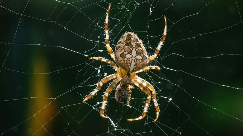 Newly Discovered Spider Uses a Web Catapult to Launch Ants Into the Air