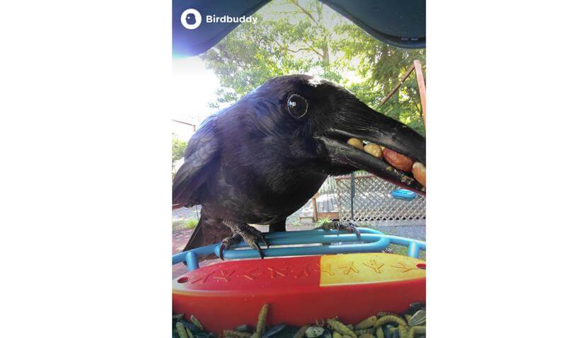 Welcome to r/crowbro, the Subreddit for People Who Have Befriended ...